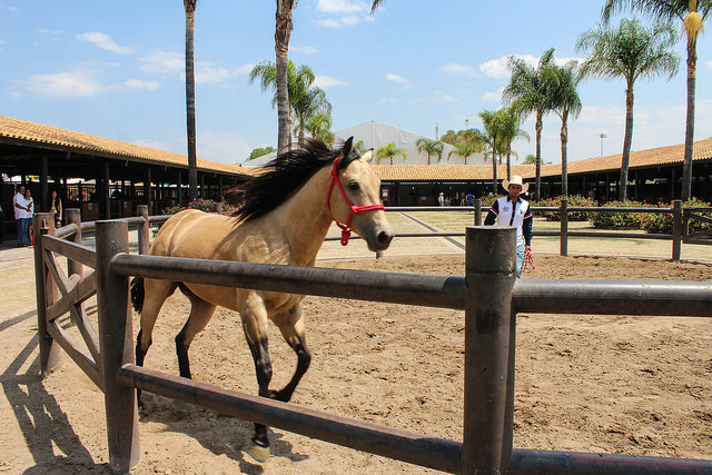 Realizan premiación a Caballos de Raza Azteca en Expo Ganadera - LJA ...
