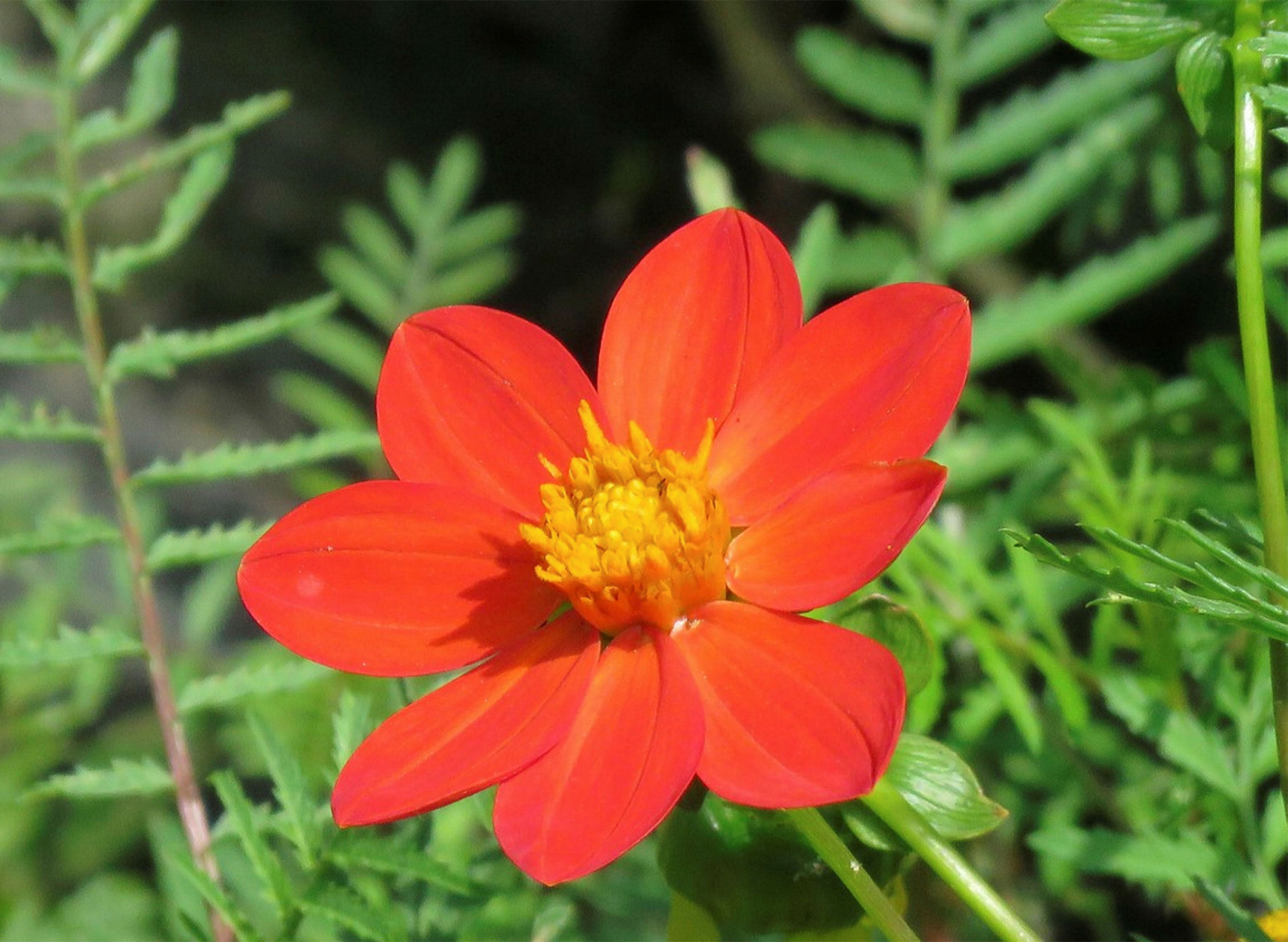 Dahlia-coccinea - LJA Aguascalientes