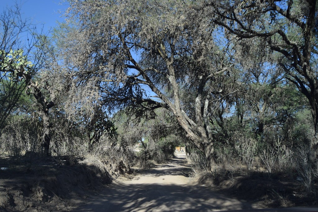 bosque de cobos - LJA.MX Noticias México