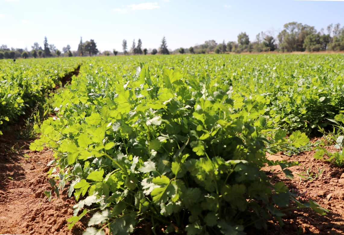 Aguascalientes es el segundo lugar nacional en producción de cilantro ...
