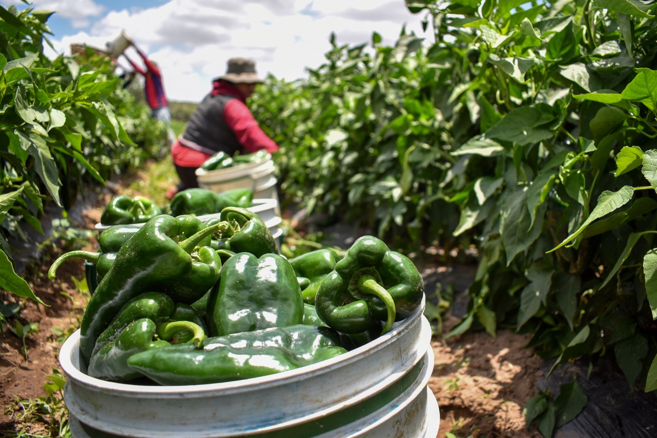 Se cosechan 15 mil toneladas en fresco de chile en Aguascalientes - LJA ...