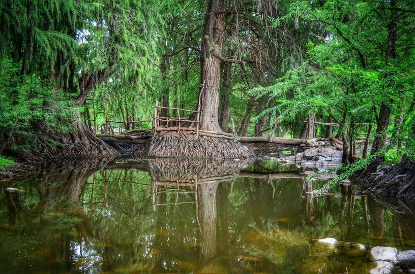 Así es el Parque ecológico El Sabinal, uno de los lugares más verdes de ...