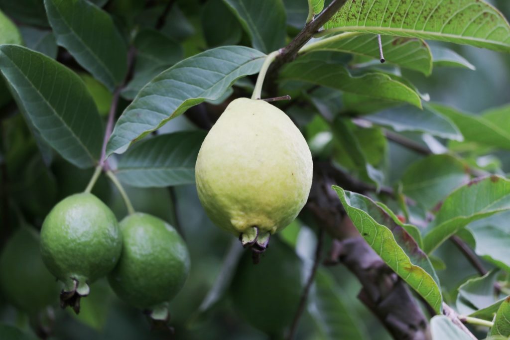 En labores de cosecha se encuentran mil 250 fruticultores de guayaba de ...
