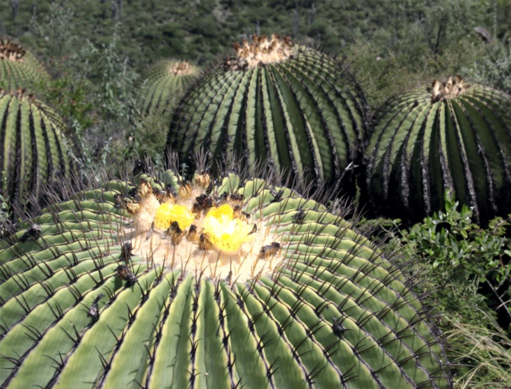 ¿Por qué está prohibido poner acitrón en la Rosca de Reyes? - LJA.MX ...