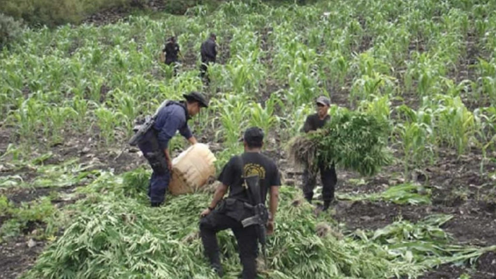 El Narcotráfico es el quinto generador de empleos en México, revela ...