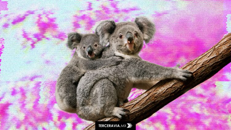 Controversia global: Australia mata a 750 koalas desde helicópteros en ...